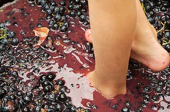 Trampling Grapes of Wrath – Oceans in the Desert